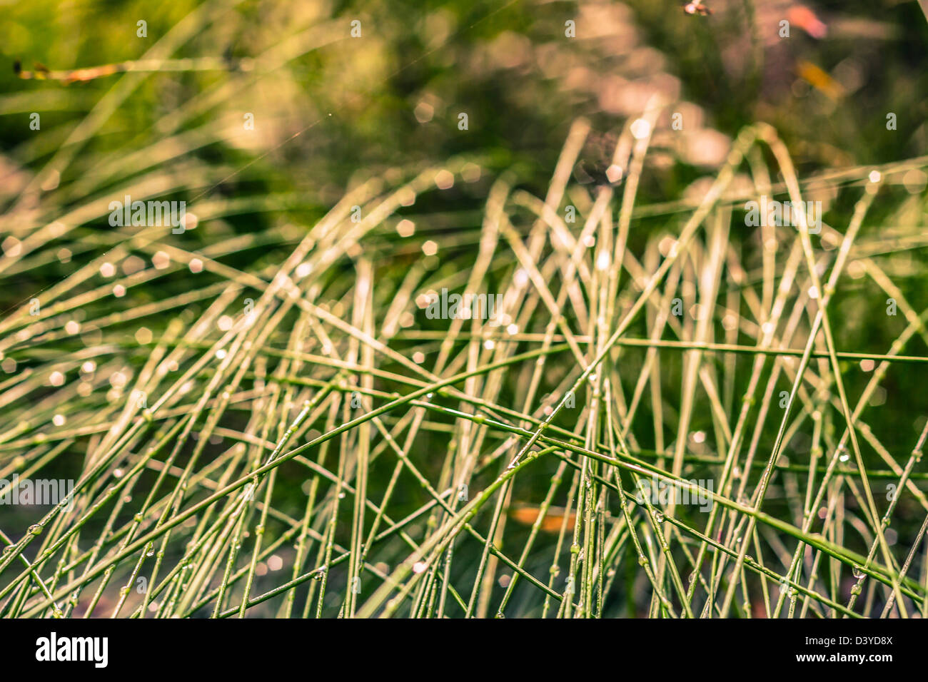 Detail of grass and dew, green natural background Stock Photo - Alamy