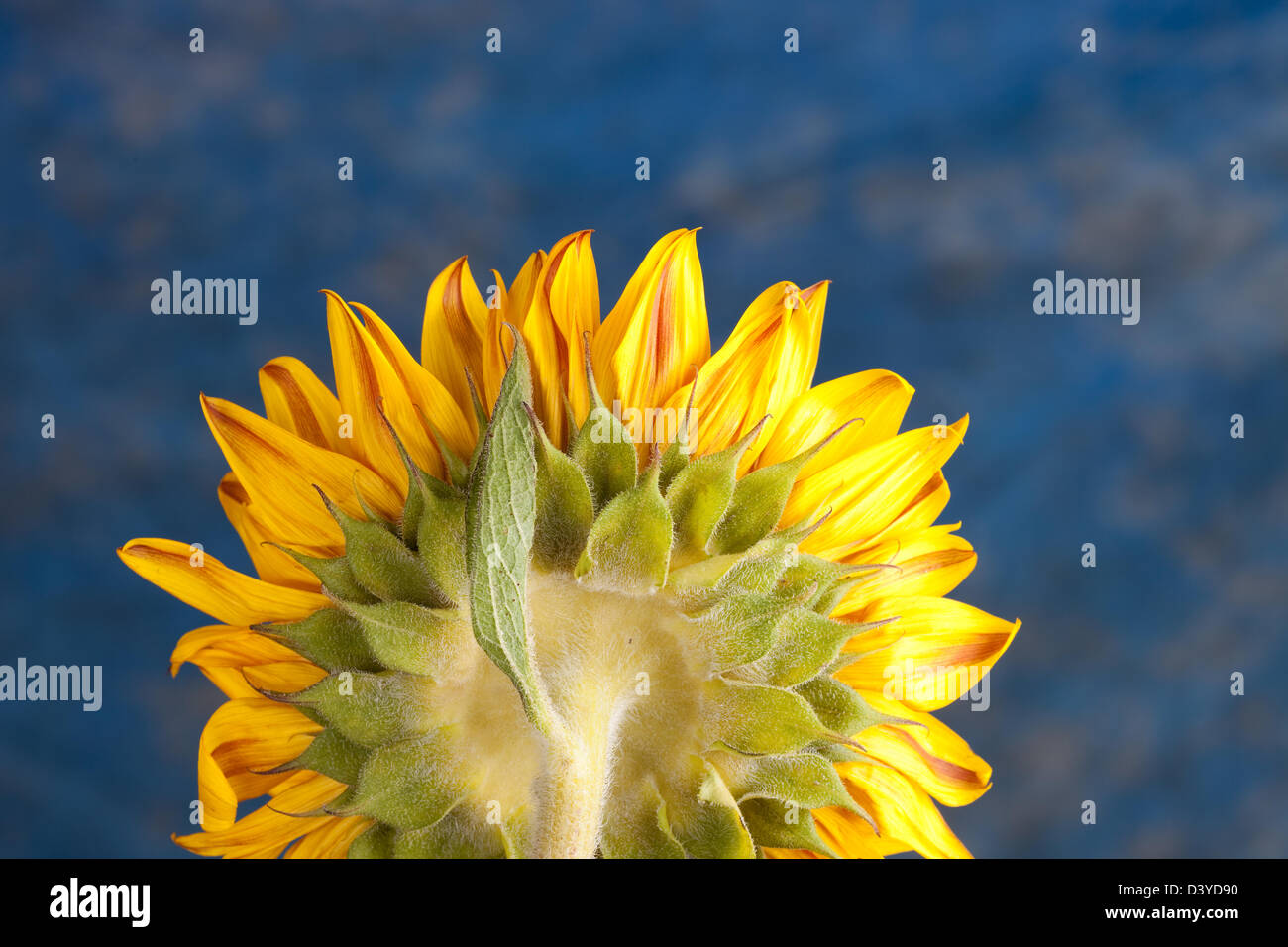 Sunflowers shot in studio with various backgrounds, close focus on ...
