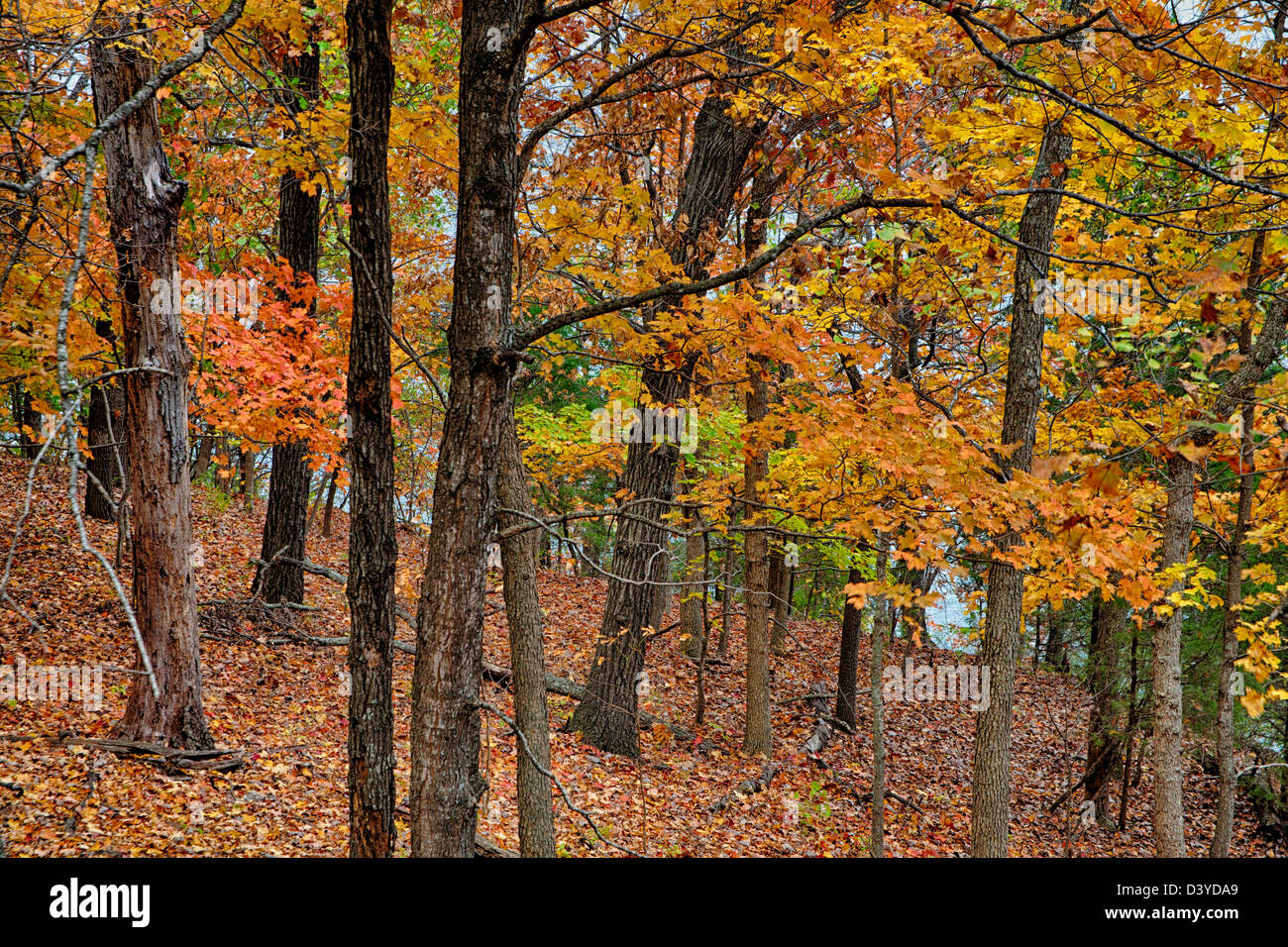 Rocky Top Trail - Lake of the Ozarks State Park Stock Photo - Alamy