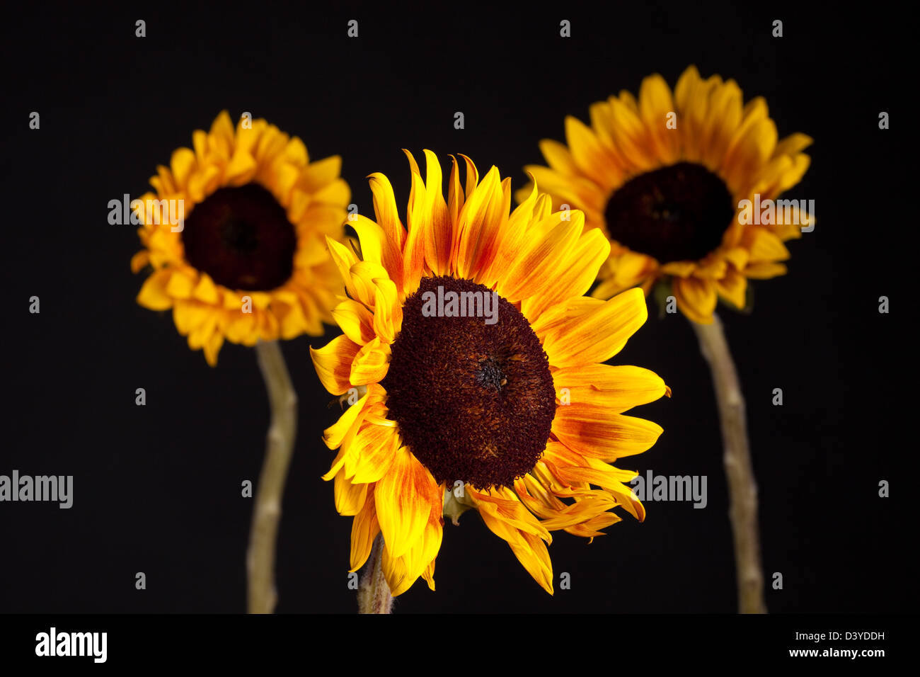 Sunflowers shot in studio with various backgrounds, close focus on ...
