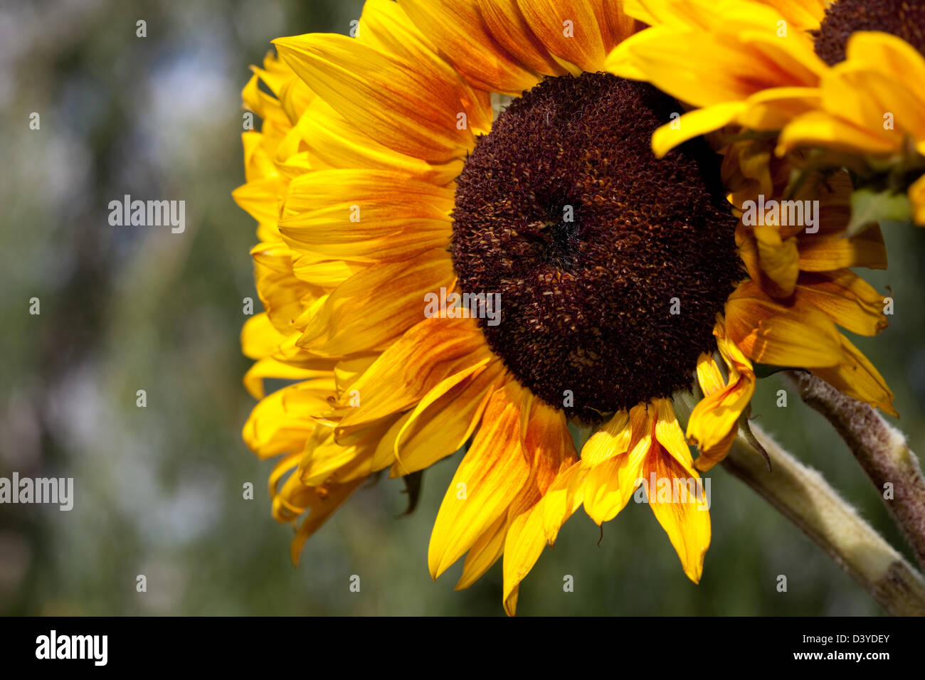 Uncut sunflowers shot growing wild in field Stock Photo - Alamy