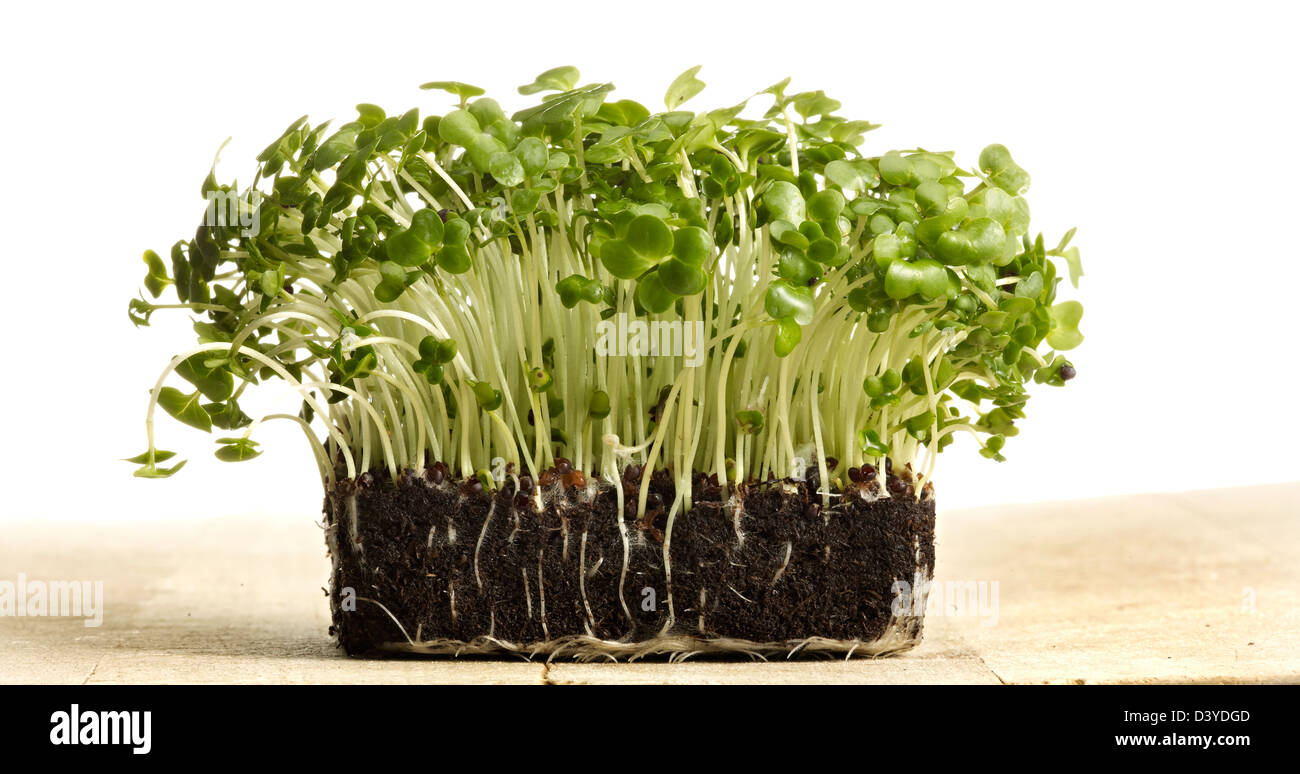 Fresh Grass, cress, seedling in the ground Stock Photo - Alamy
