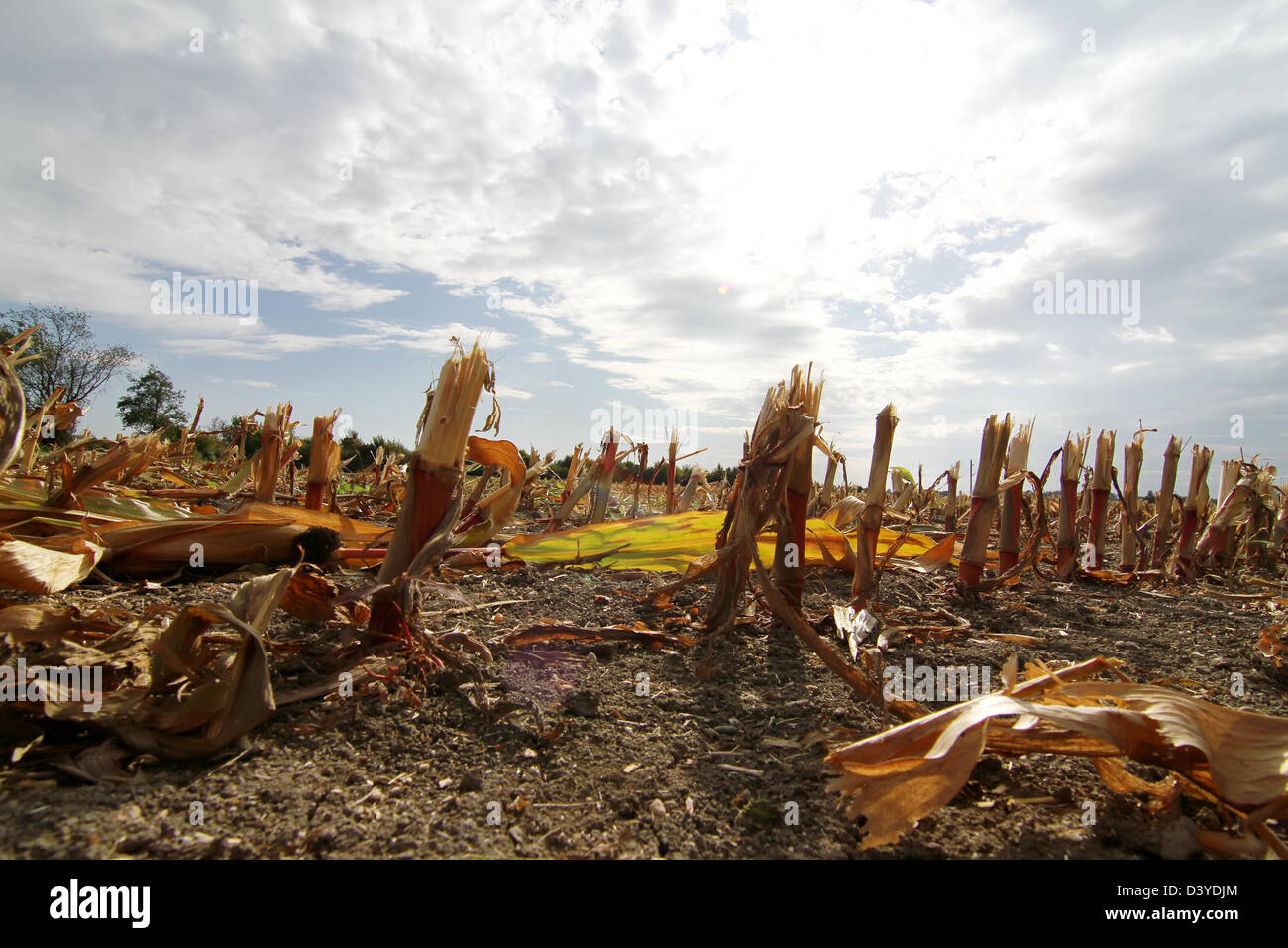 A dry field after the harvest Stock Photo - Alamy