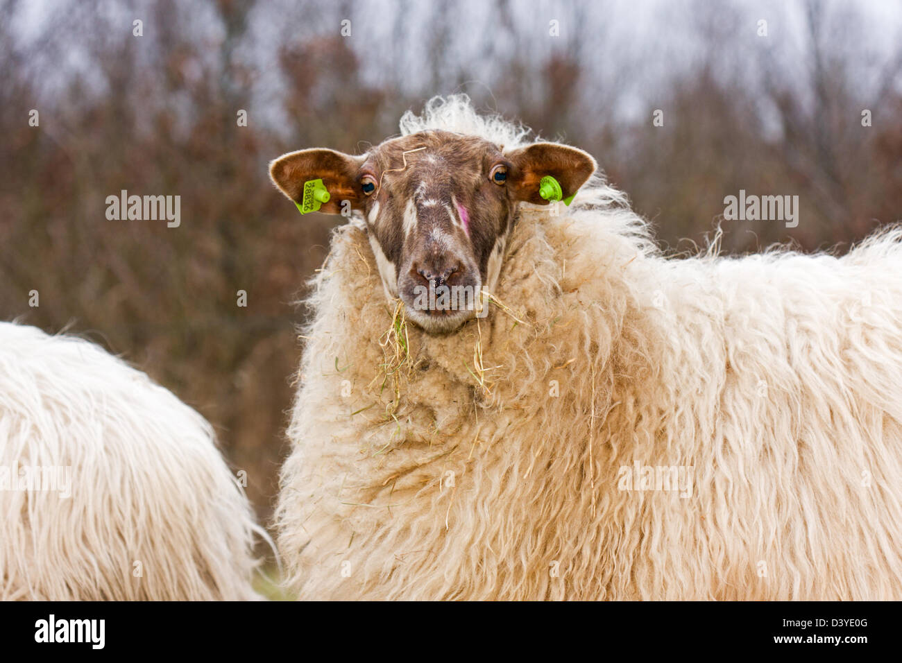 Ewe with green ear tags Stock Photo - Alamy
