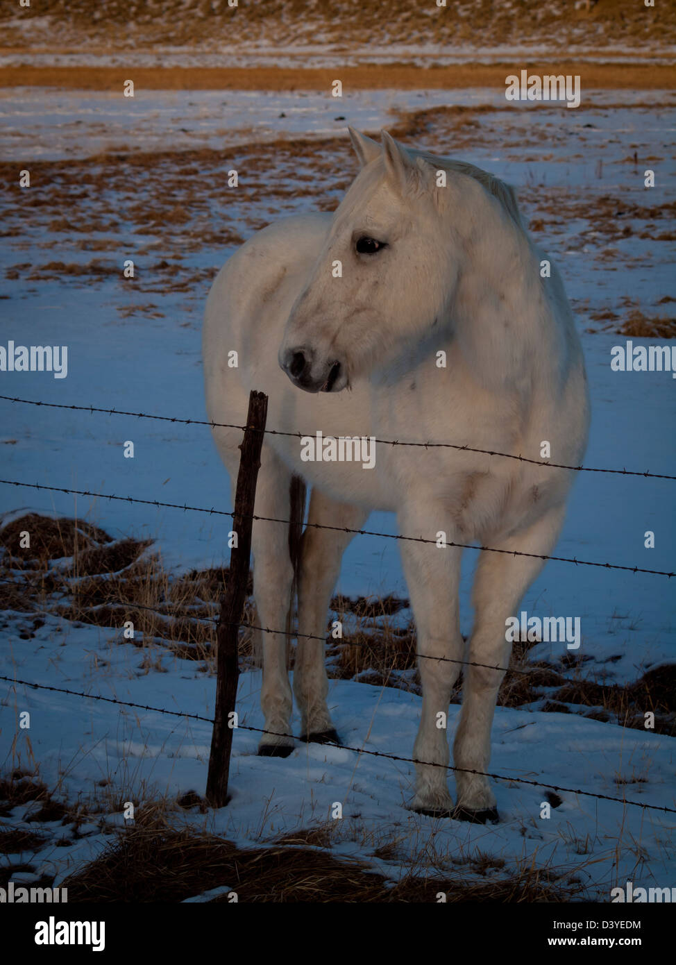 Dallas ranch horse hi-res stock photography and images - Alamy