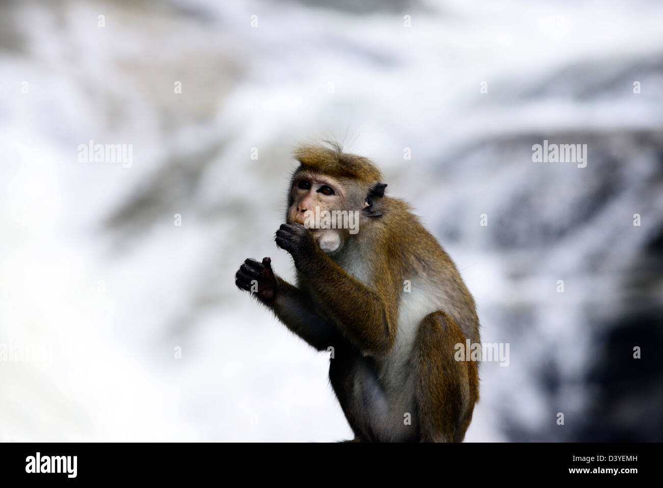 A Macaque monkey by the Ravana falls in Ella, Sri Lanka Stock Photo - Alamy