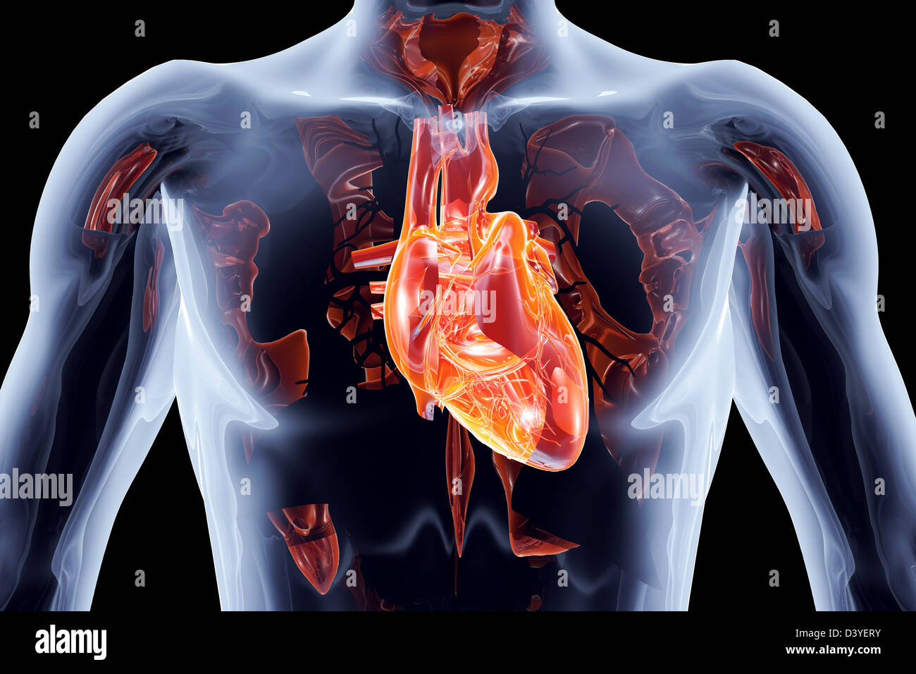 The human heart. 3D rendered anatomical illustration Stock Photo - Alamy