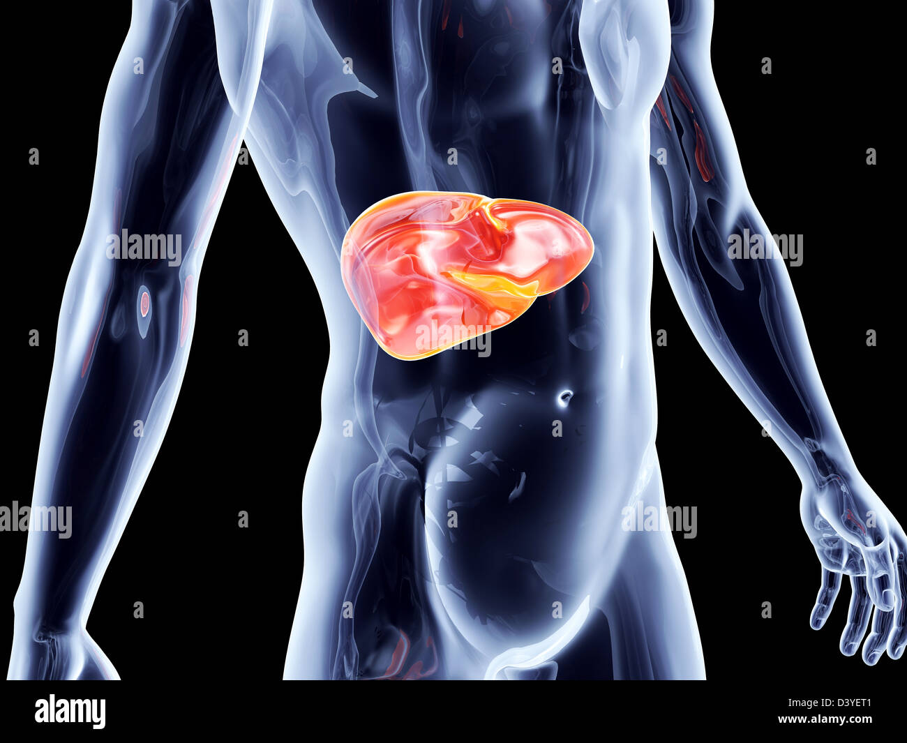 The Liver. 3D rendered anatomical illustration Stock Photo - Alamy