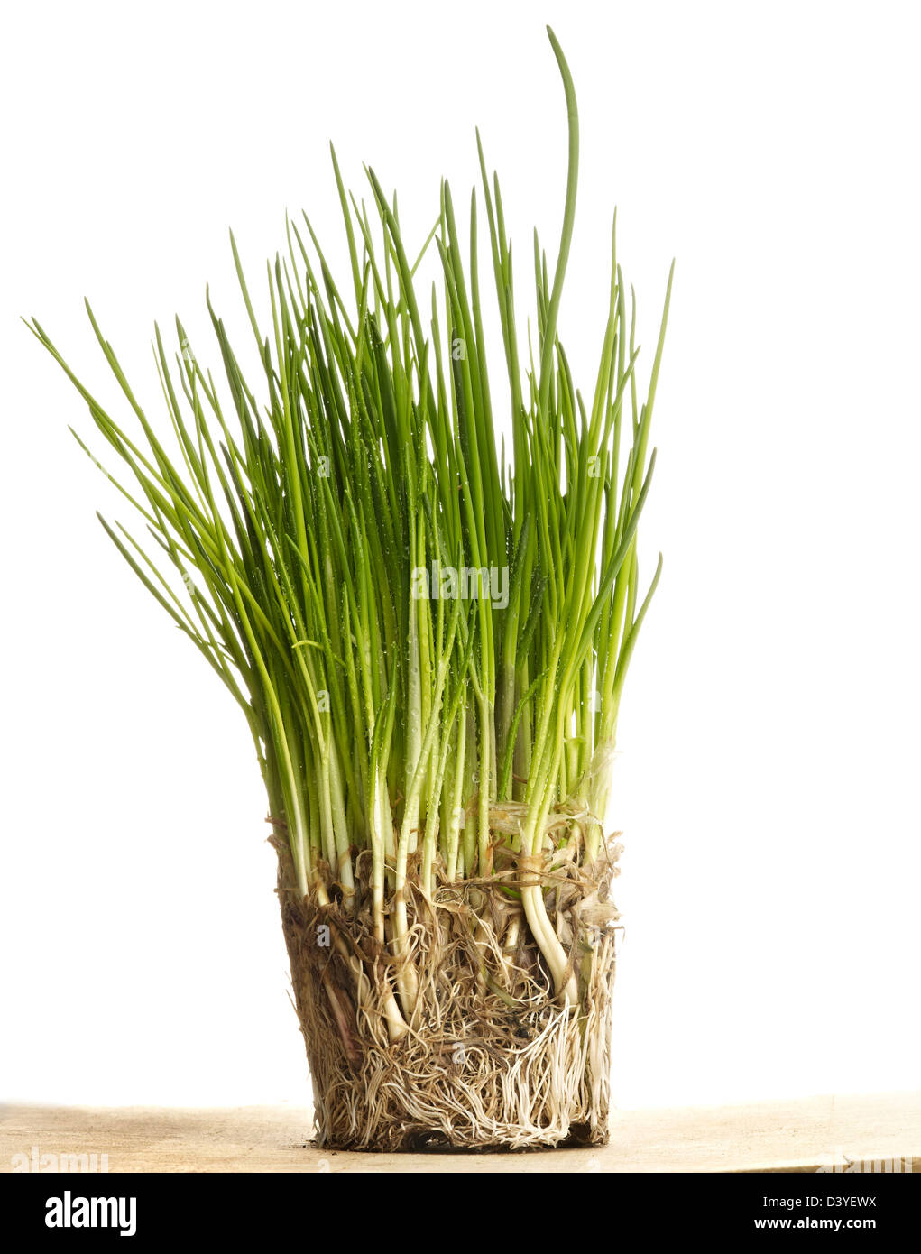 Fresh green chive with roots Stock Photo - Alamy