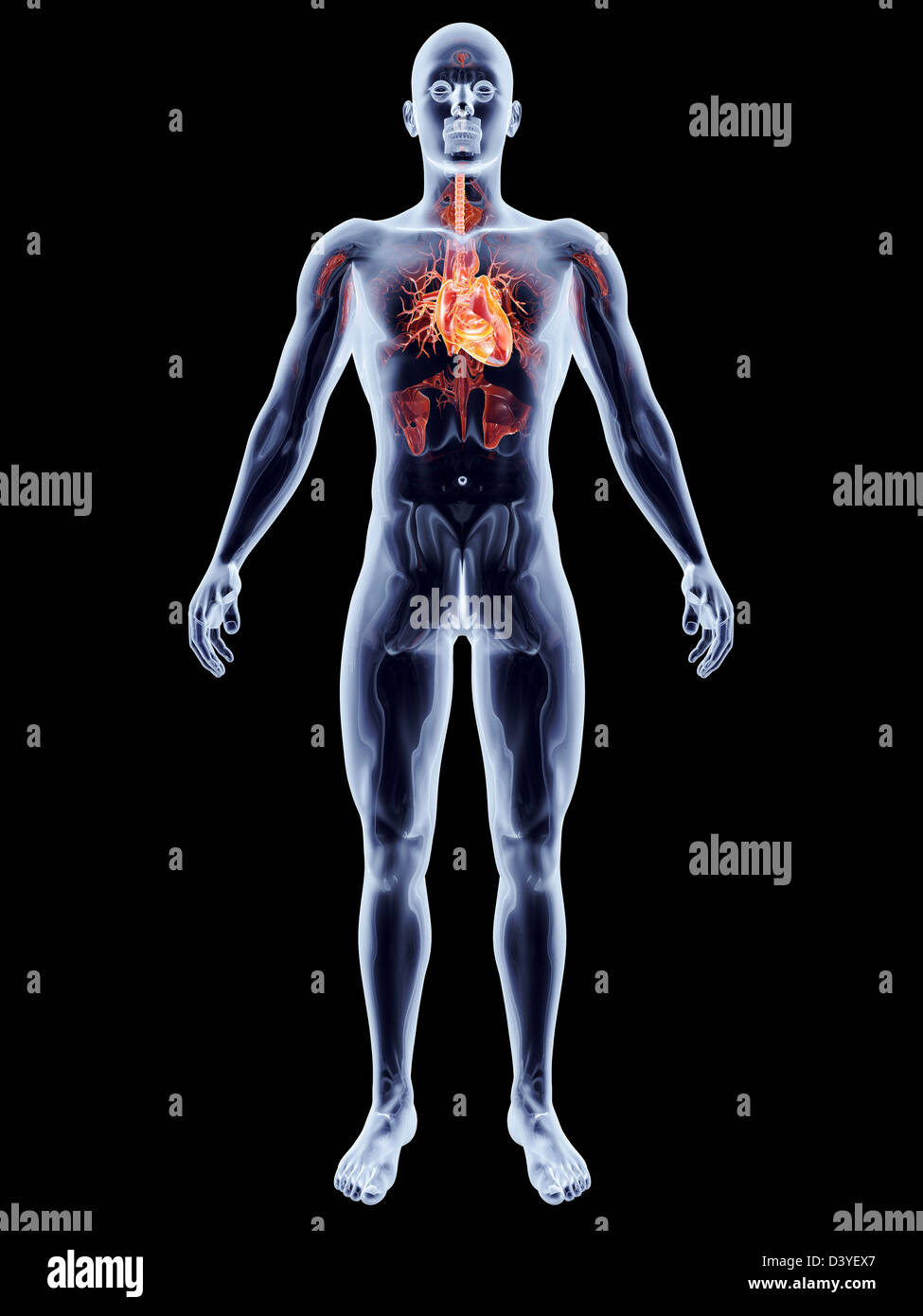 The human heart. 3D rendered anatomical illustration Stock Photo - Alamy