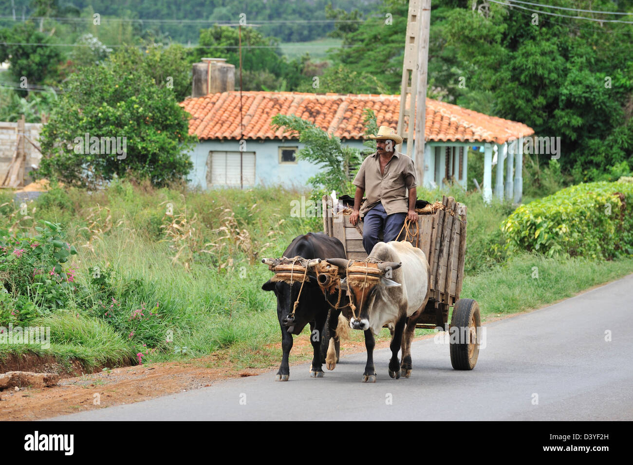 Ox drawn carriage hi-res stock photography and images - Alamy