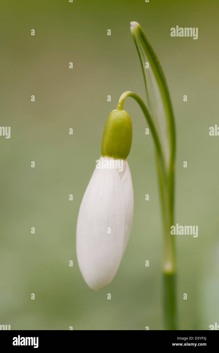 Galanthus flower hi-res stock photography and images - Alamy