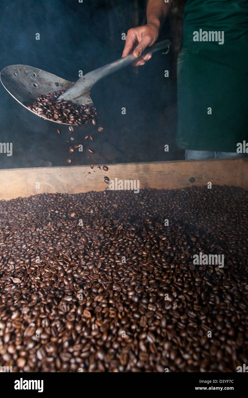 Freshly roasted coffee beans pour from a ladle into a tray in a rural ...