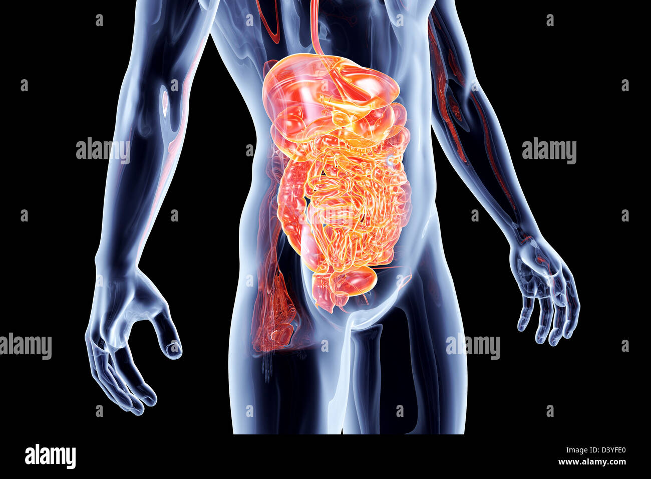 The Intestines. 3D rendered anatomical illustration Stock Photo - Alamy