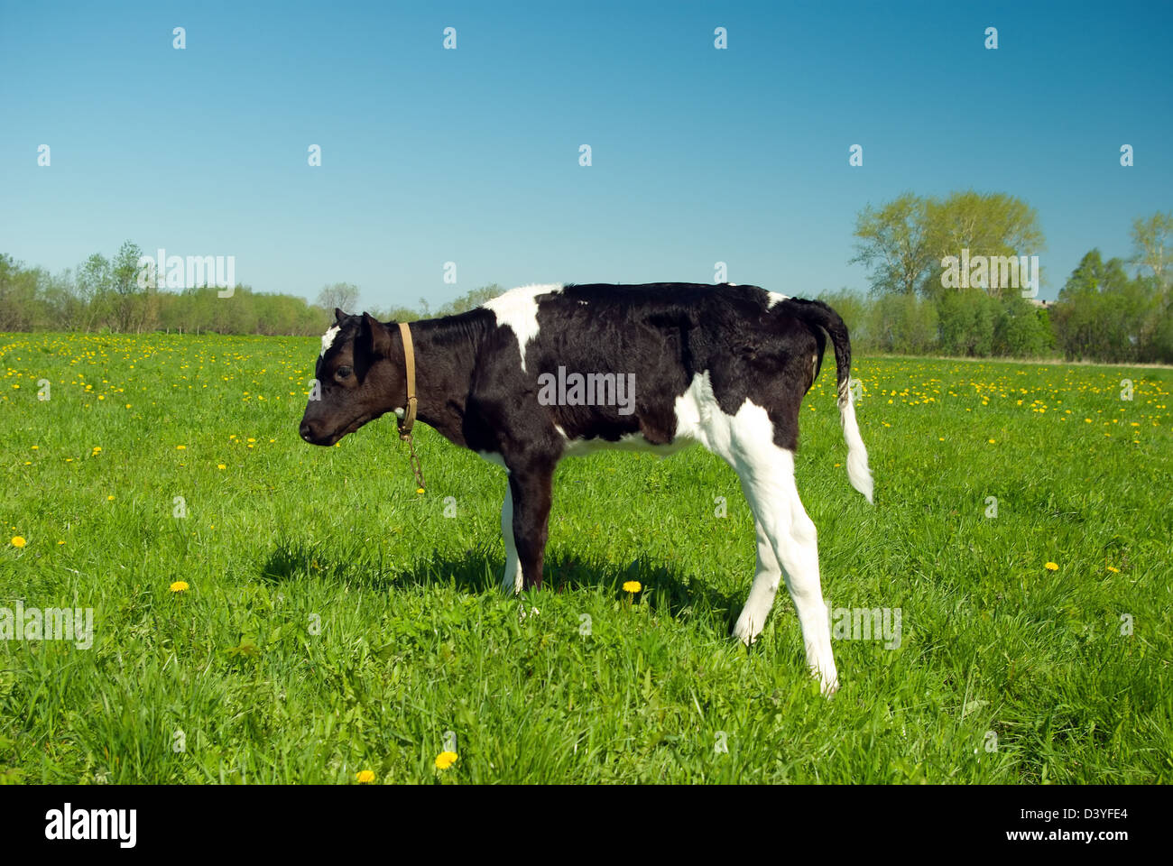 Calf in Pasture.rural terrain Stock Photo - Alamy