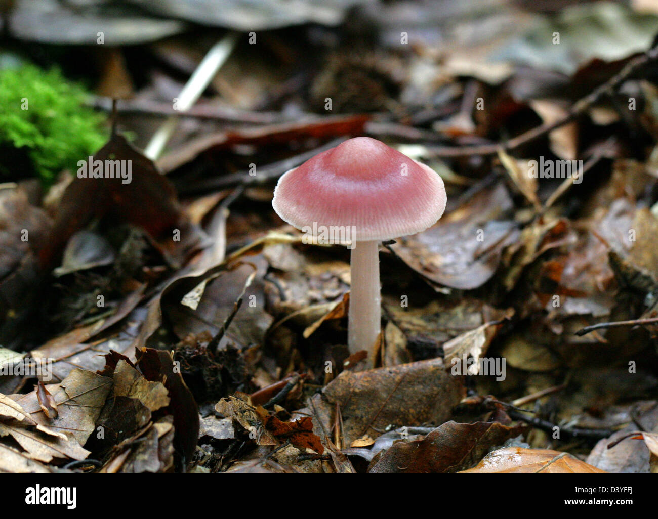 Lilac Bonnet Fungi, Mycena pura var rosea, Mycenaceae Stock Photo - Alamy