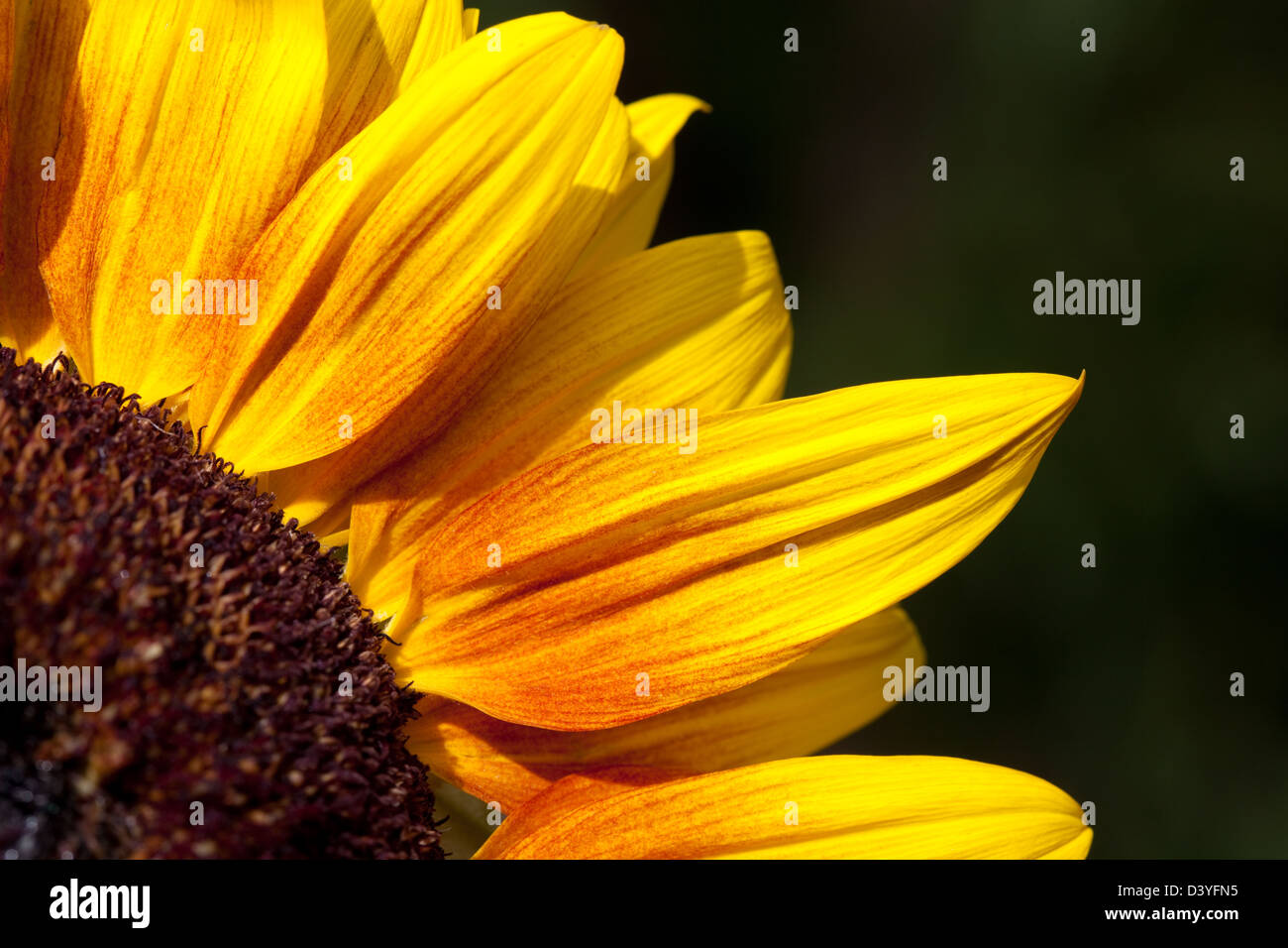 Uncut sunflowers shot growing wild in field Stock Photo - Alamy