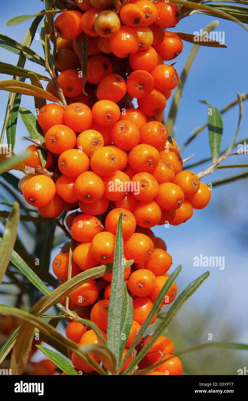 Sallow hi-res stock photography and images - Alamy