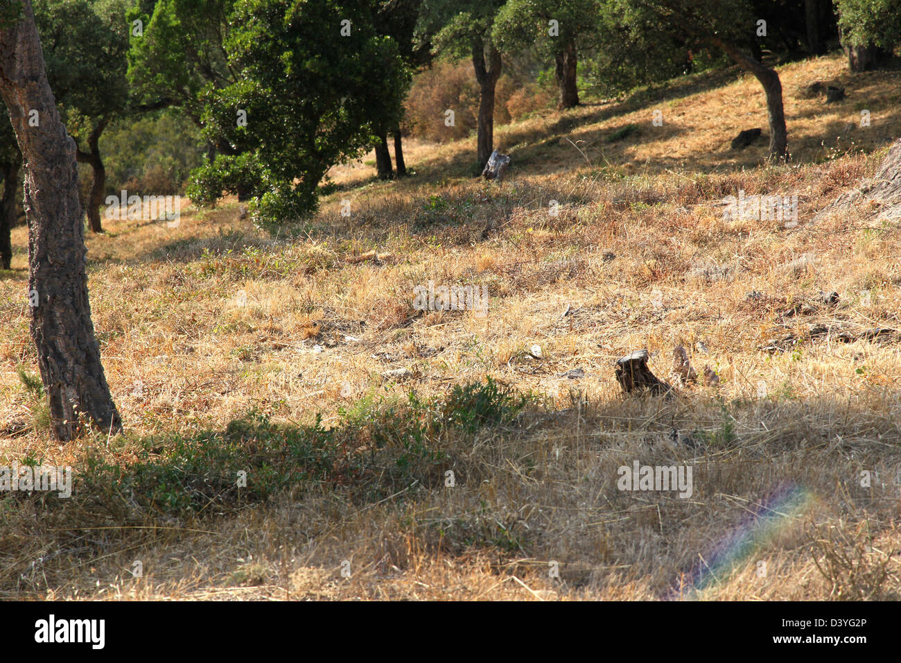 A dry meadow with dead plants Stock Photo - Alamy
