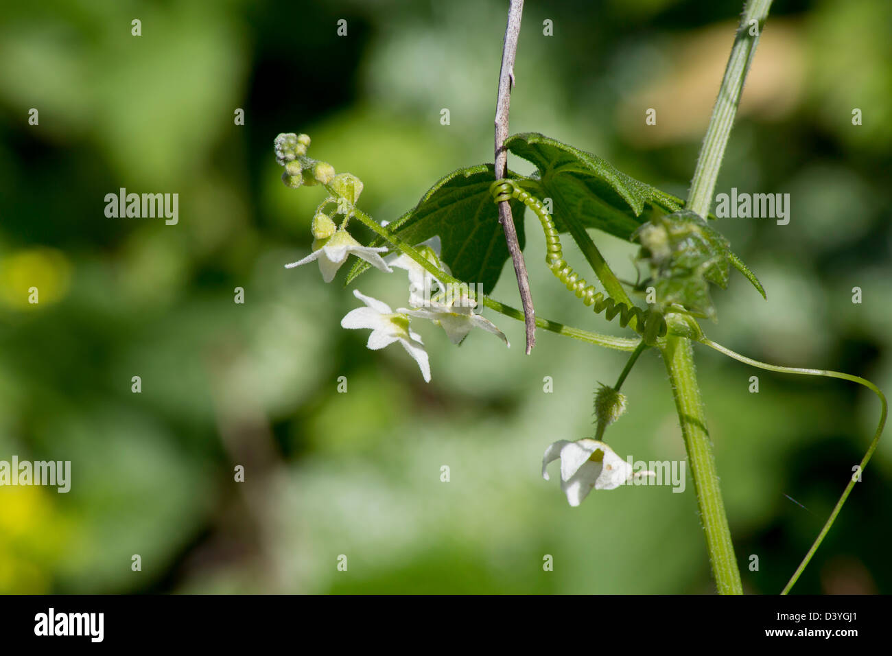 Cucamonga hi-res stock photography and images - Alamy
