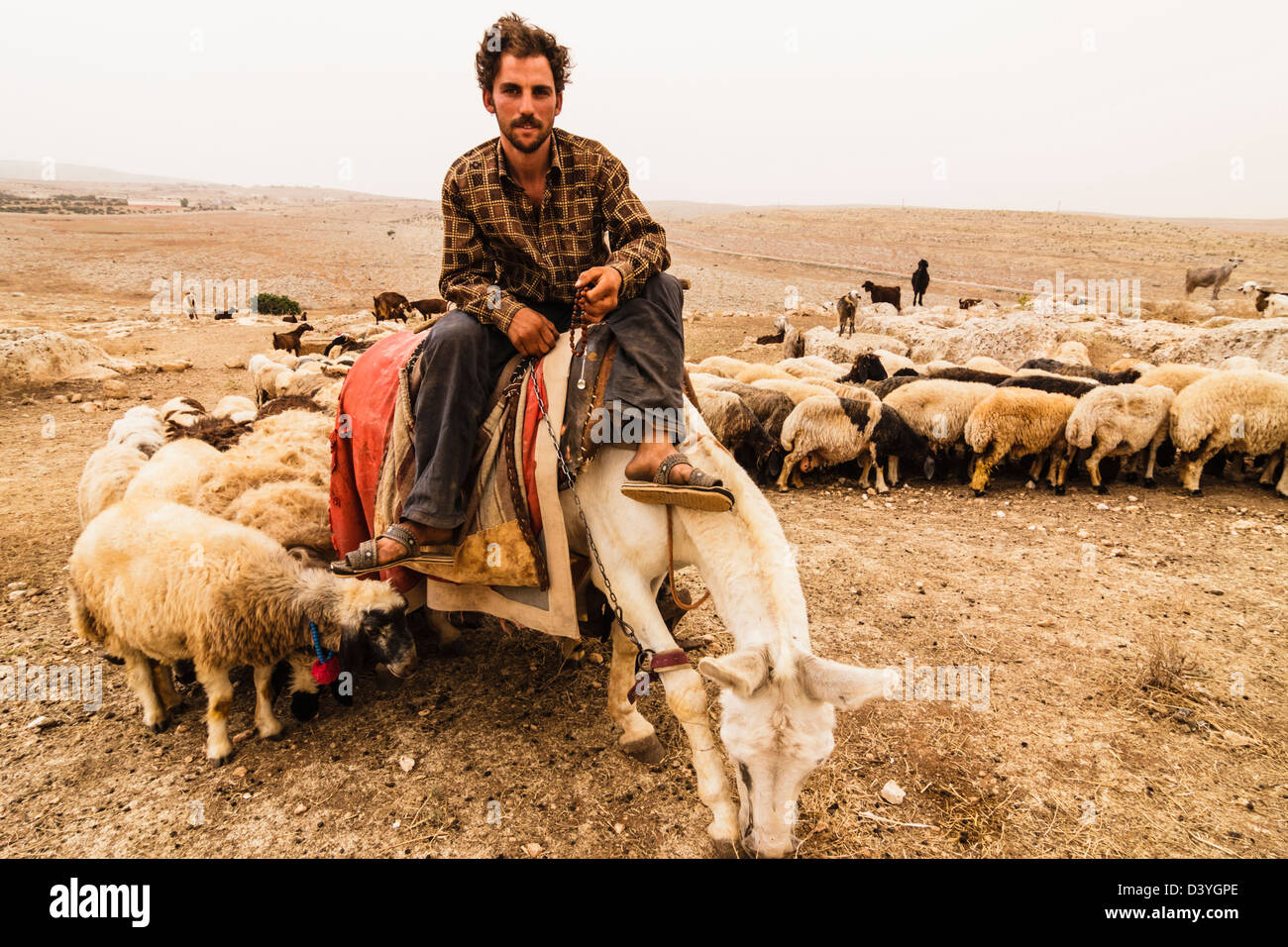 Shepherd syria hi-res stock photography and images - Alamy