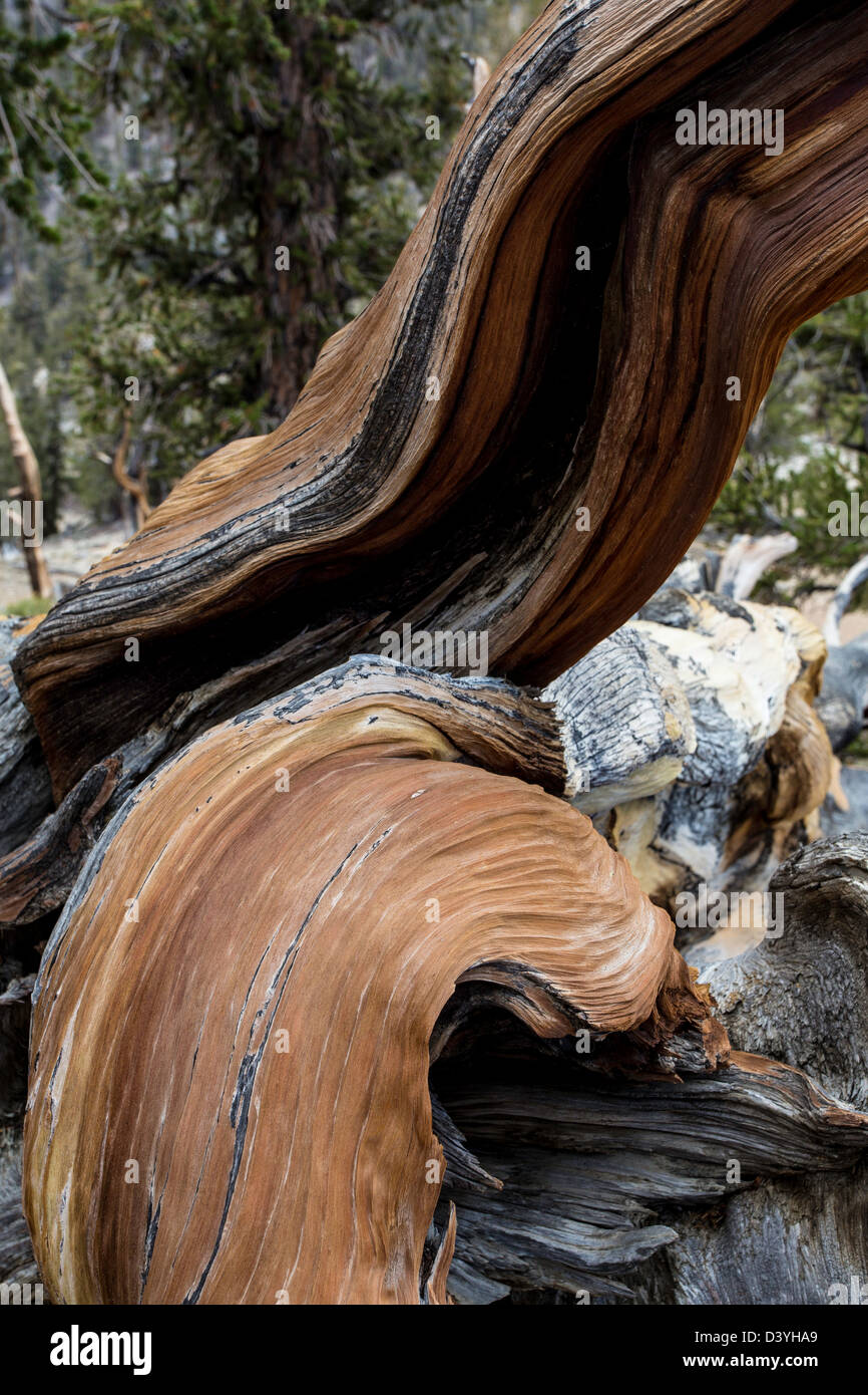 Bristlecone pine detail hi-res stock photography and images - Alamy