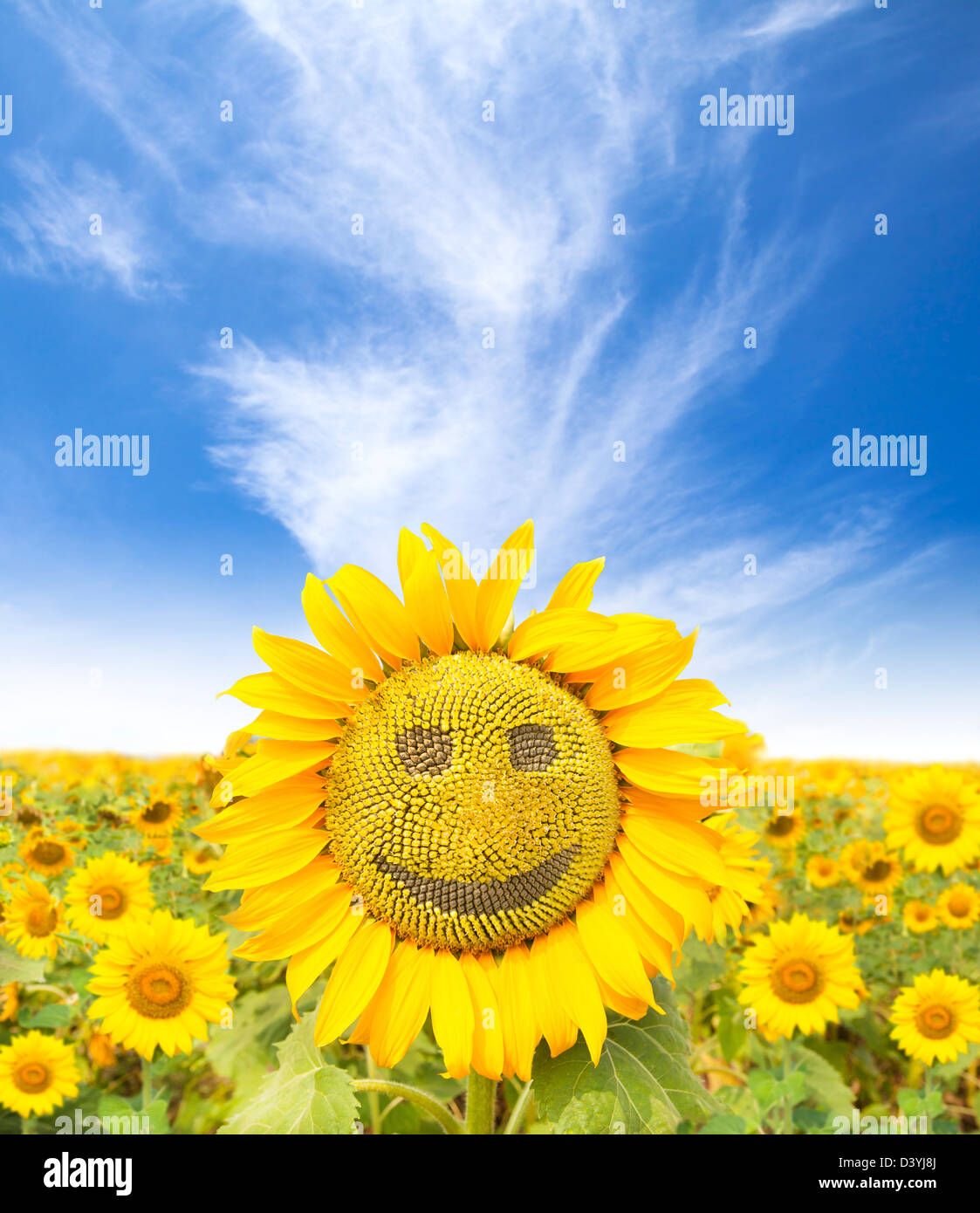 smiling face of sunflower at summer time Stock Photo - Alamy