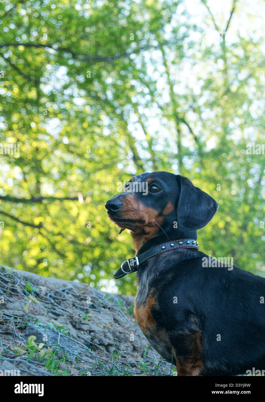 Badger dog hi-res stock photography and images - Alamy