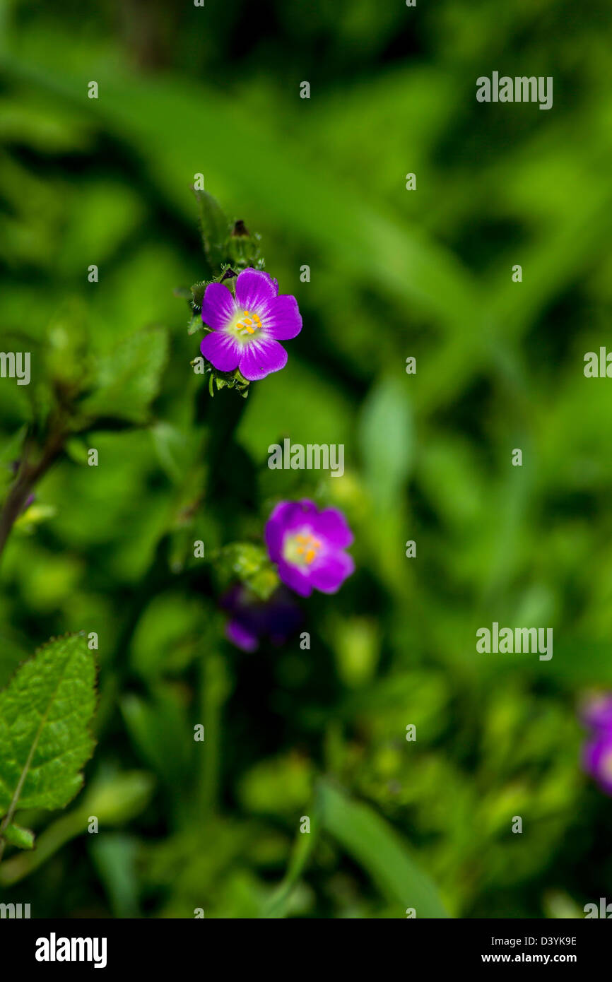 Two Redmaids flowers Stock Photo - Alamy