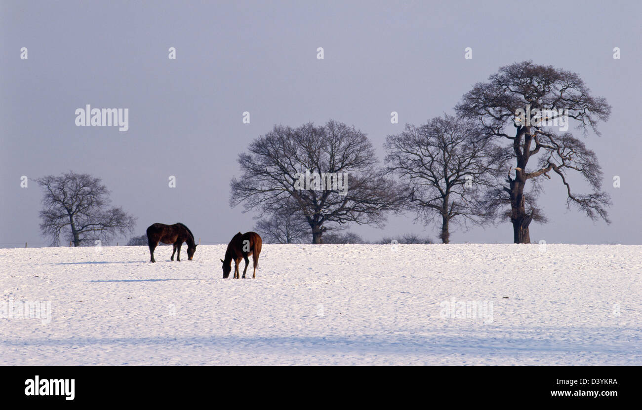 Horses in snow covered field with oak trees beyond. Cobham, Surrey ...