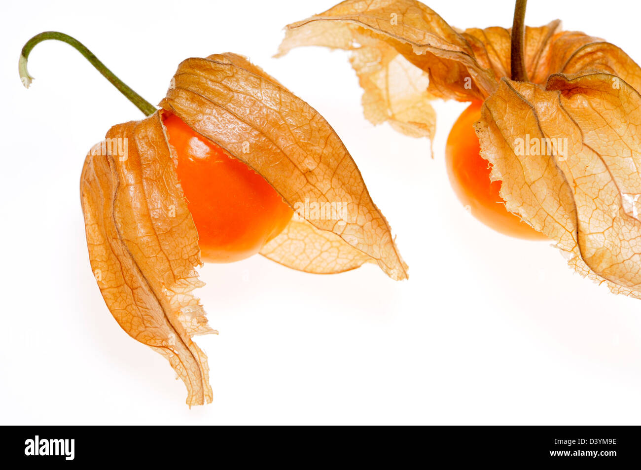 Cape Gooseberries / Physalis peruviana Stock Photo - Alamy