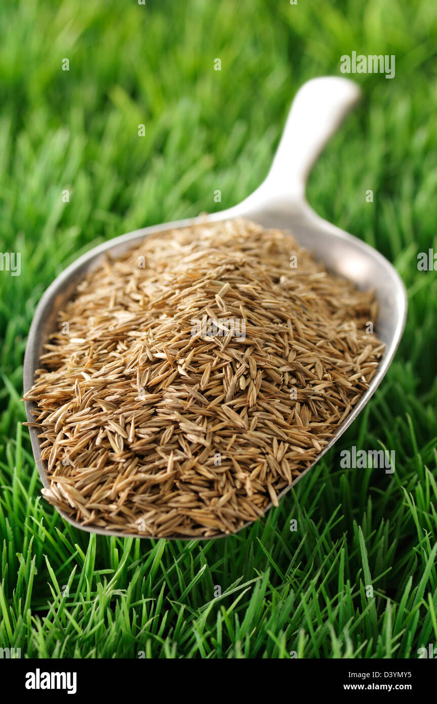 Grass Seed High Resolution Stock Photography and Images - Alamy