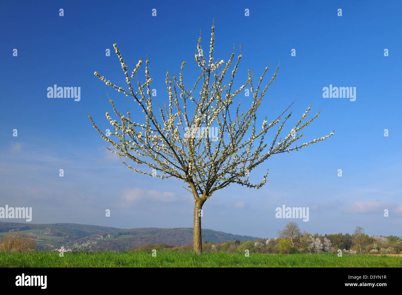 Cherry blossom franconia hi-res stock photography and images - Alamy