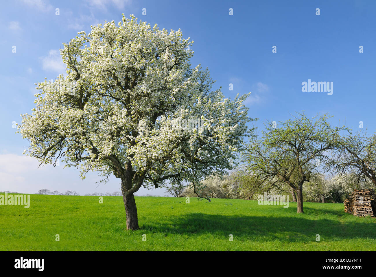 Pear tree fruit germany hi-res stock photography and images - Alamy