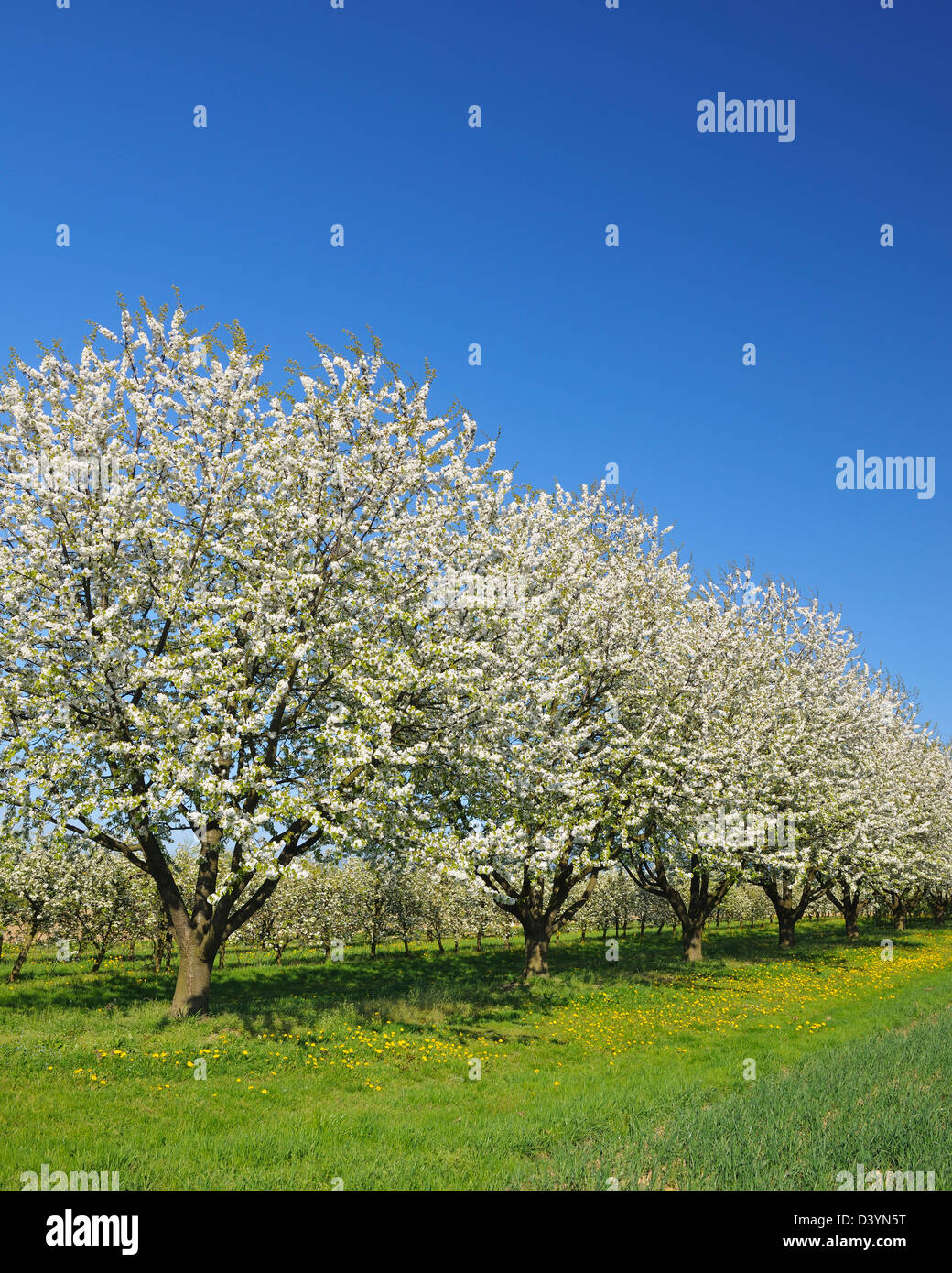 Cherry Trees, Appenweier, Ortenaukreis, Baden-Wurttemberg, Germany ...