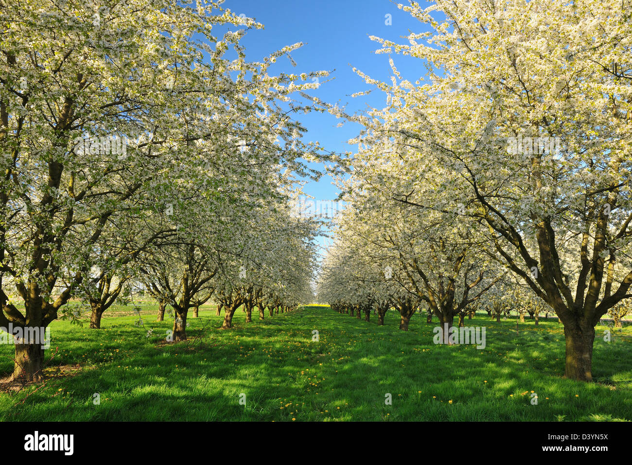 Cherry Trees, Appenweier, Ortenaukreis, Baden-Wurttemberg, Germany ...