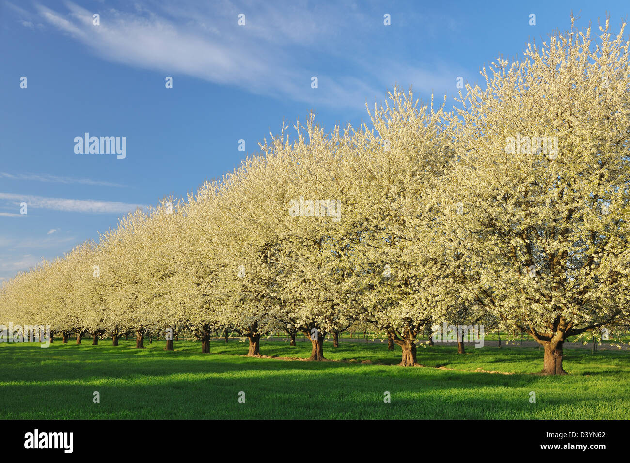 Cherry Trees, Appenweier, Ortenaukreis, Baden-Wurttemberg, Germany ...