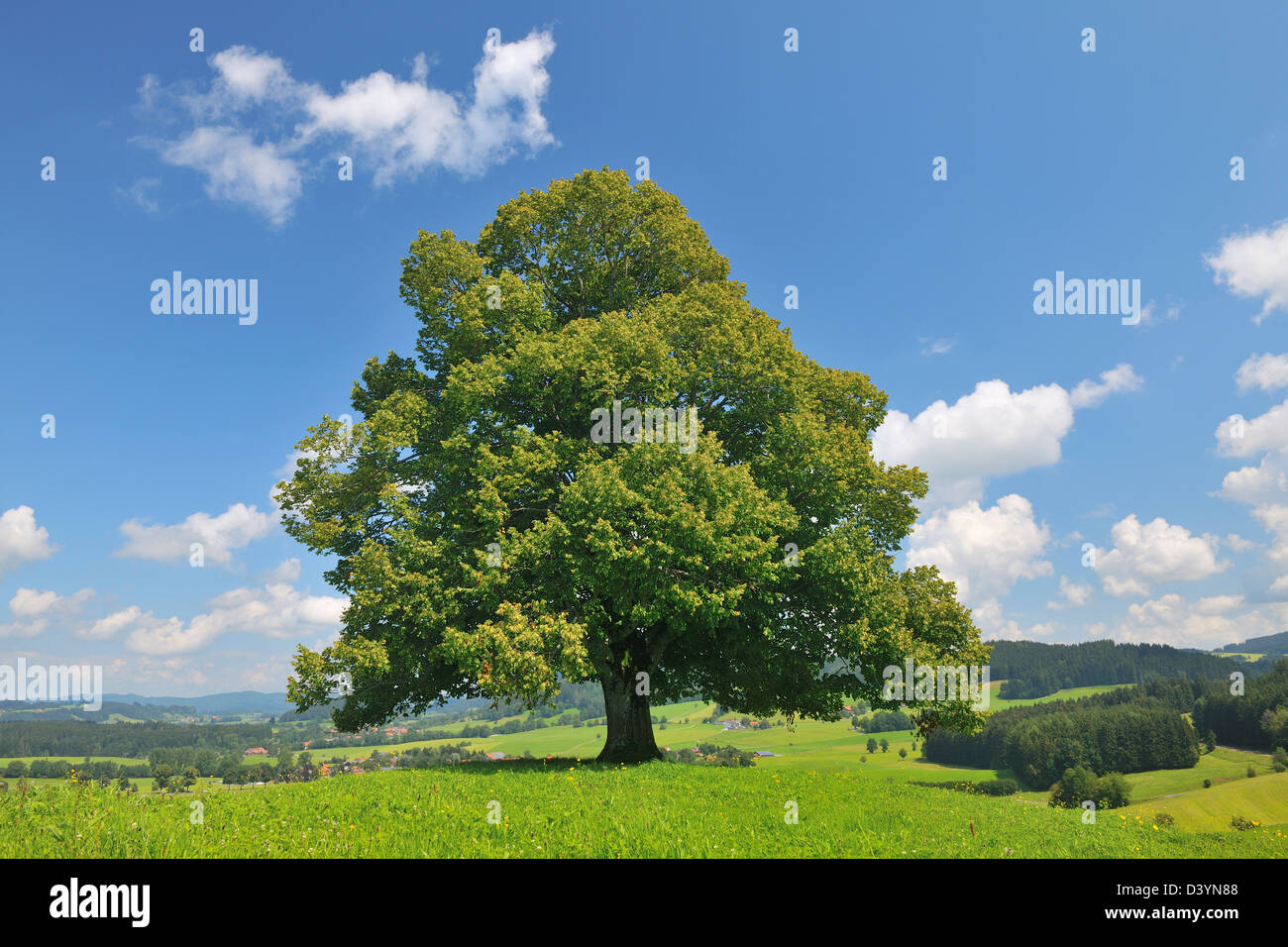 Lime Tree in Summer, Bavaria, Germany Stock Photo - Alamy