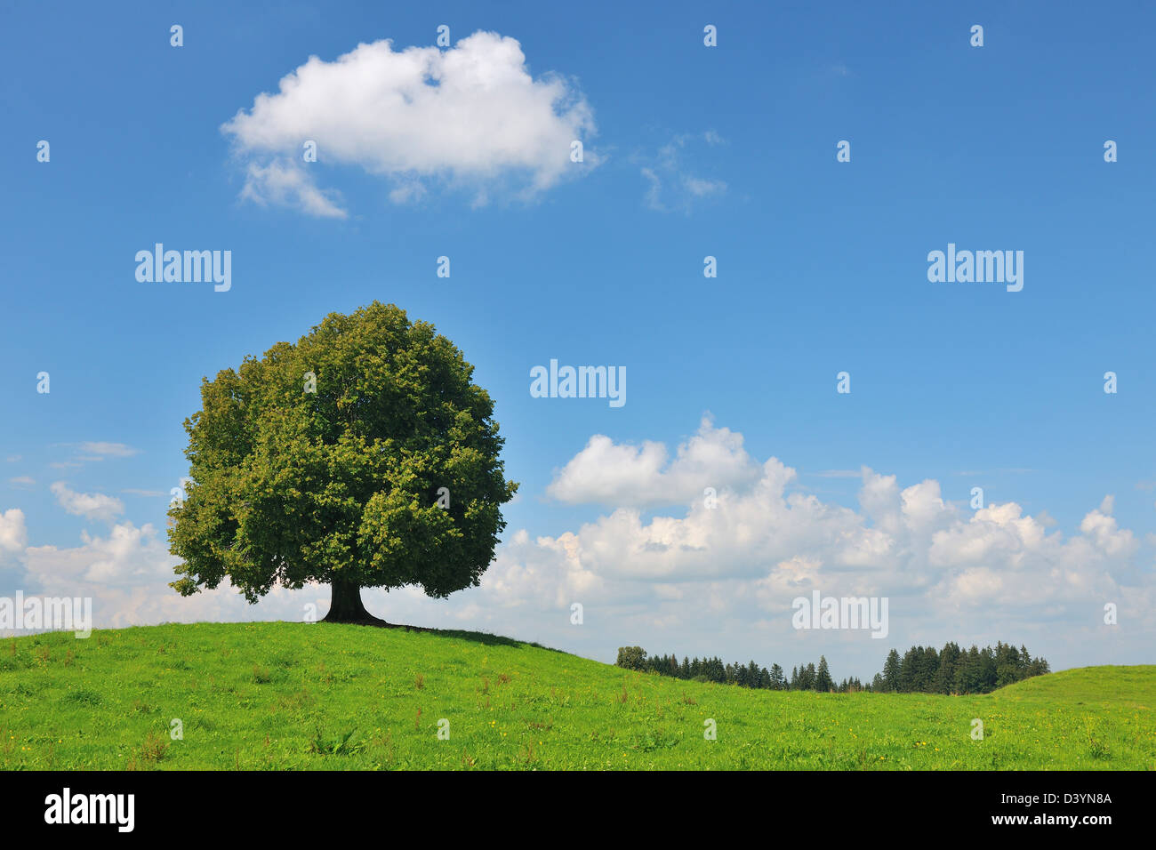 Lime tree hi-res stock photography and images - Alamy