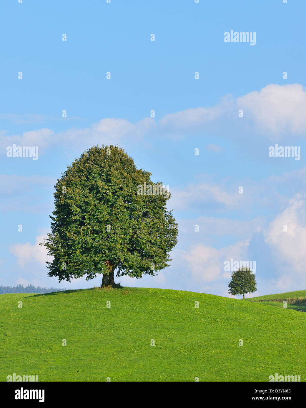 Two trees 2 tree trees growing hi-res stock photography and images - Alamy
