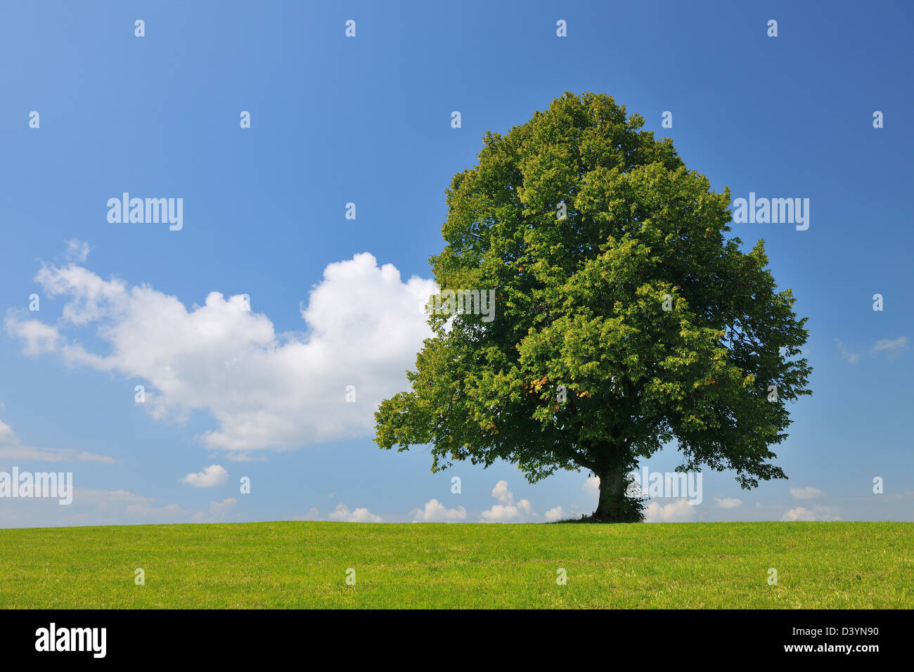 Lime Tree in Summer, Bavaria, Germany Stock Photo - Alamy