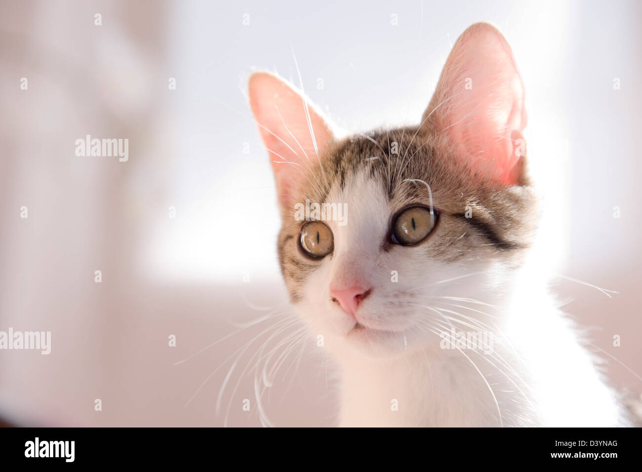 Portrait of Kitten Stock Photo - Alamy