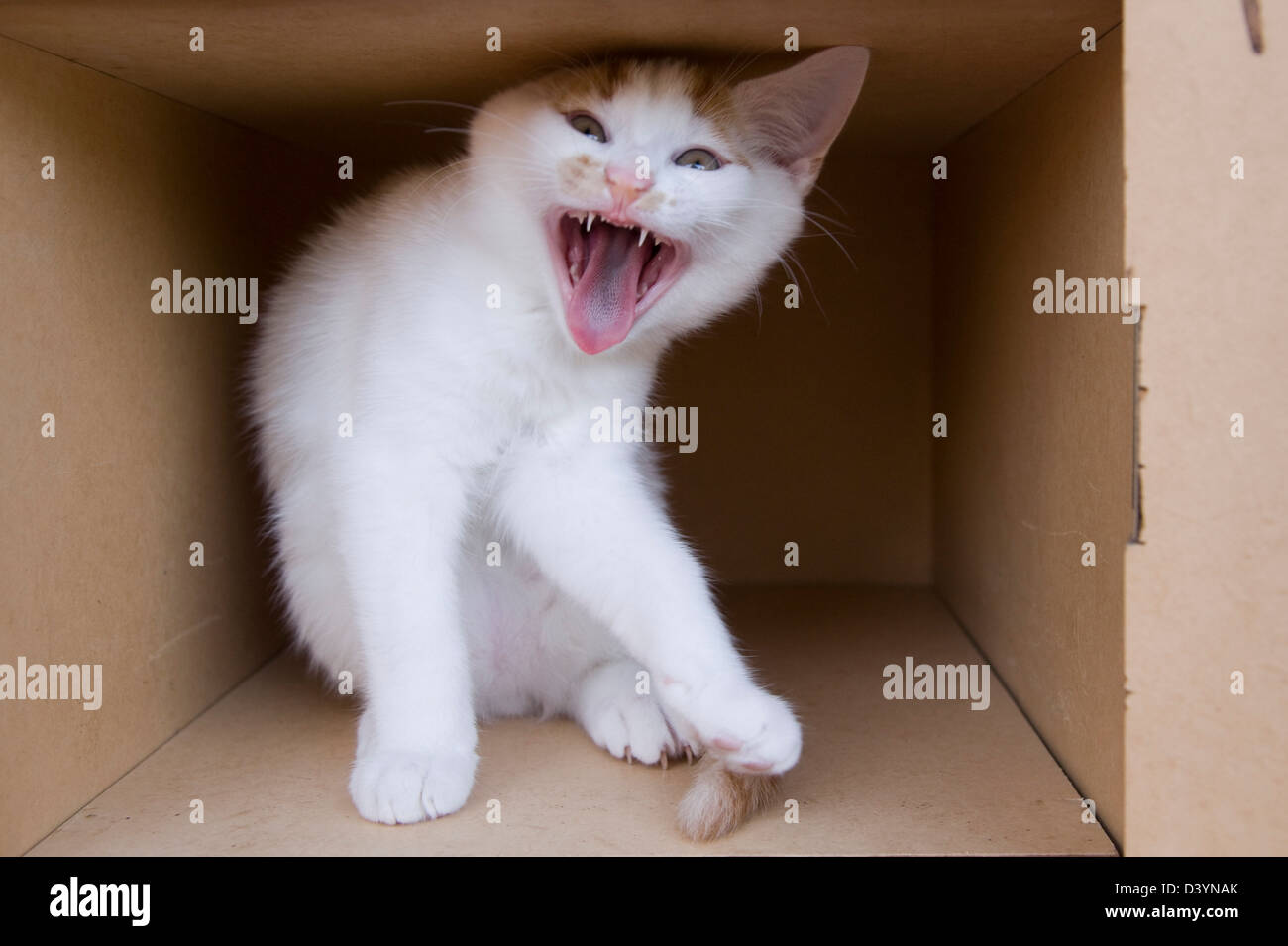 Hissing Kitten in Cardboard Box Stock Photo - Alamy