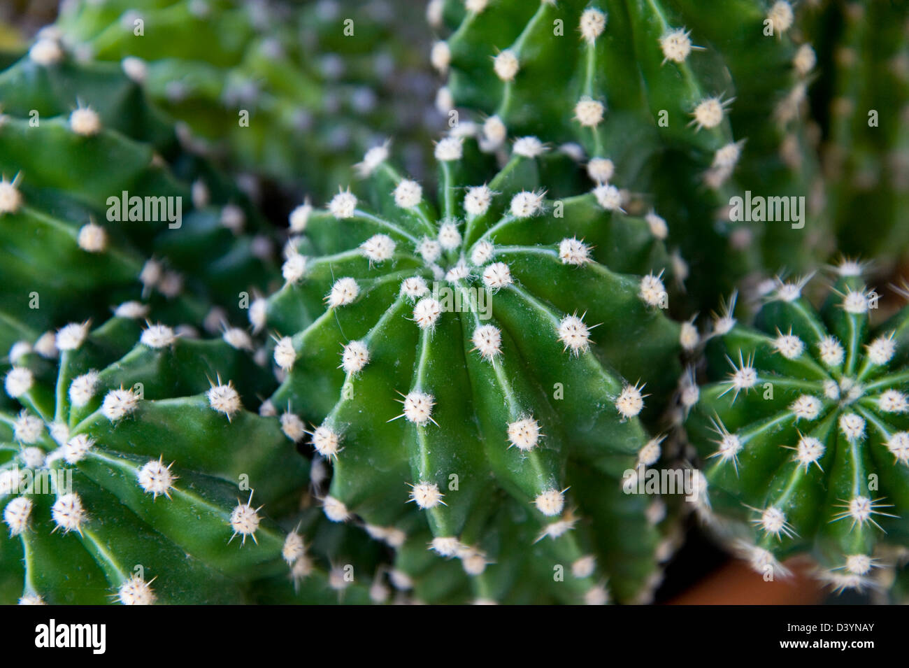 Close-up of Cactus Stock Photo - Alamy