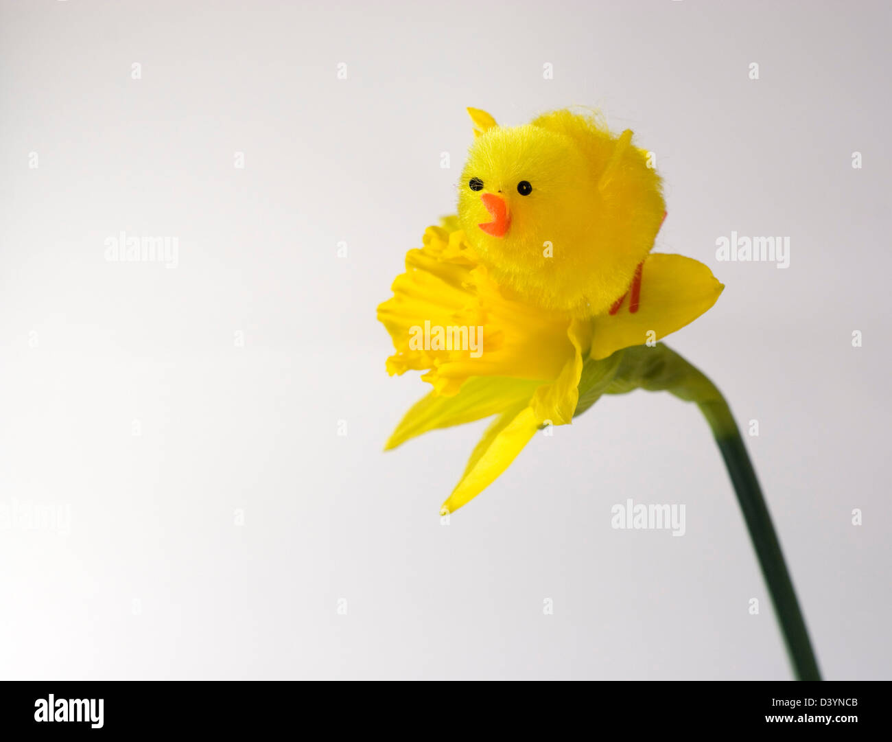 Easter chickens hi-res stock photography and images - Alamy