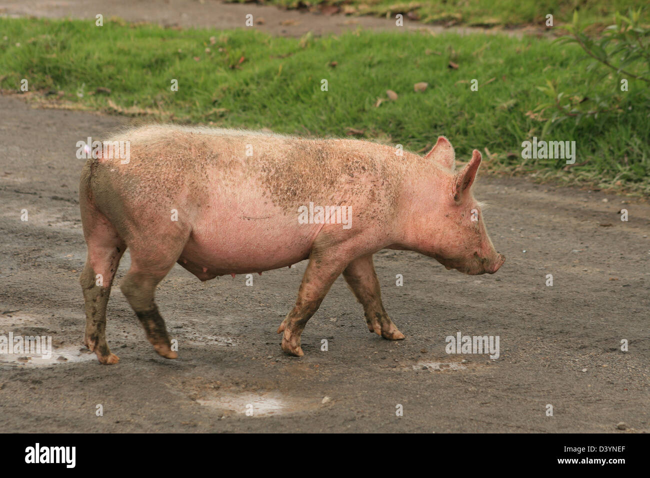 Pig crossing road hi-res stock photography and images - Alamy