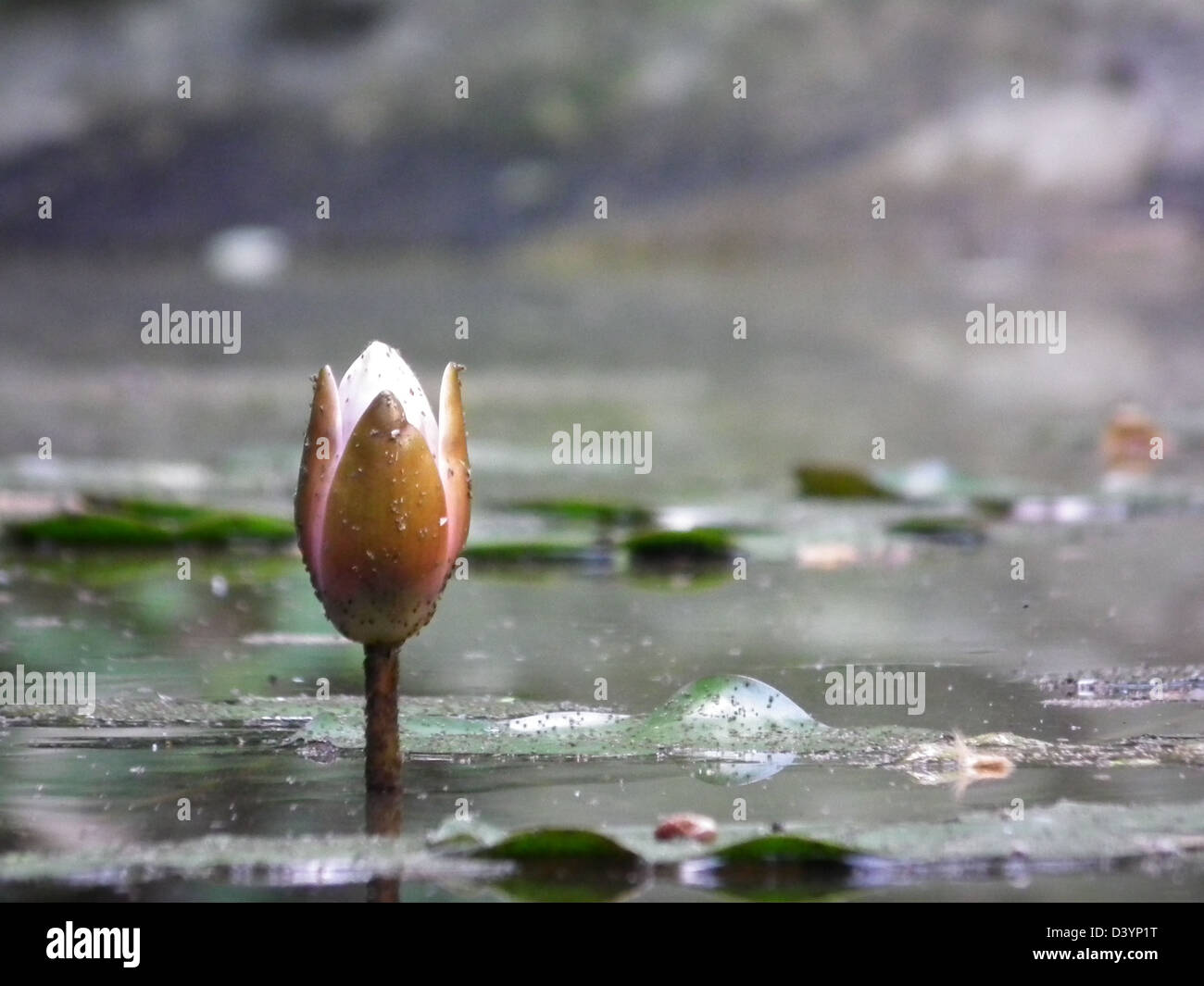 Nice flower in midle of lake Stock Photo - Alamy