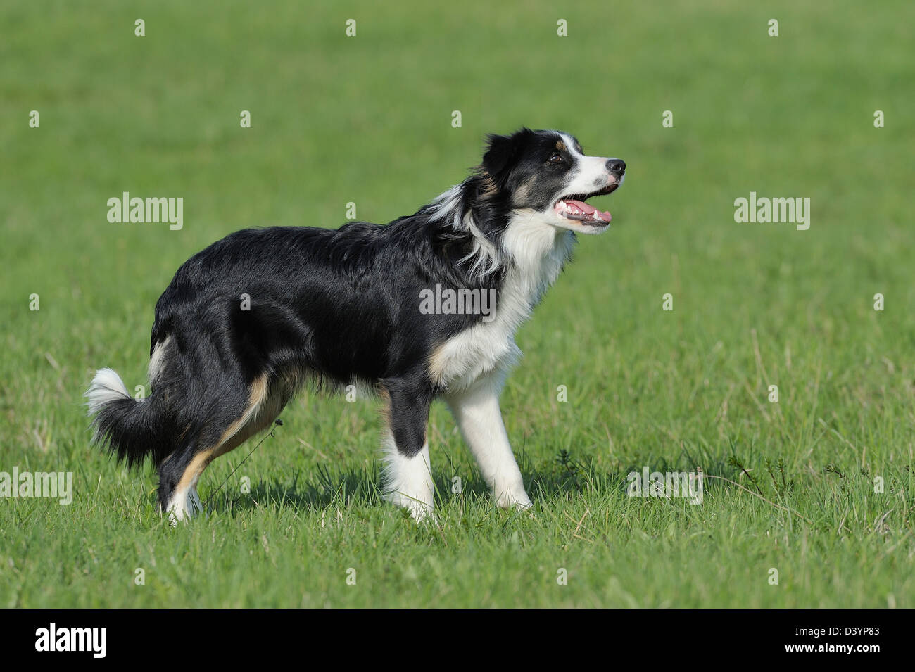 Border Collie, Bavaria, Germany Stock Photo - Alamy
