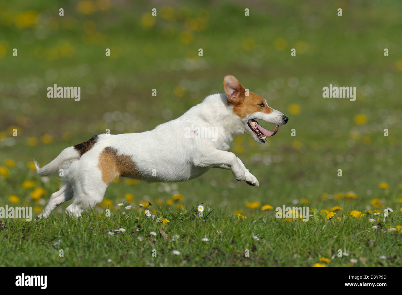 Jack Russell Terrier, Bavaria, Germany Stock Photo - Alamy