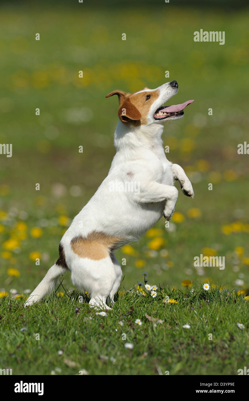 Jack Russell Terrier, Bavaria, Germany Stock Photo - Alamy